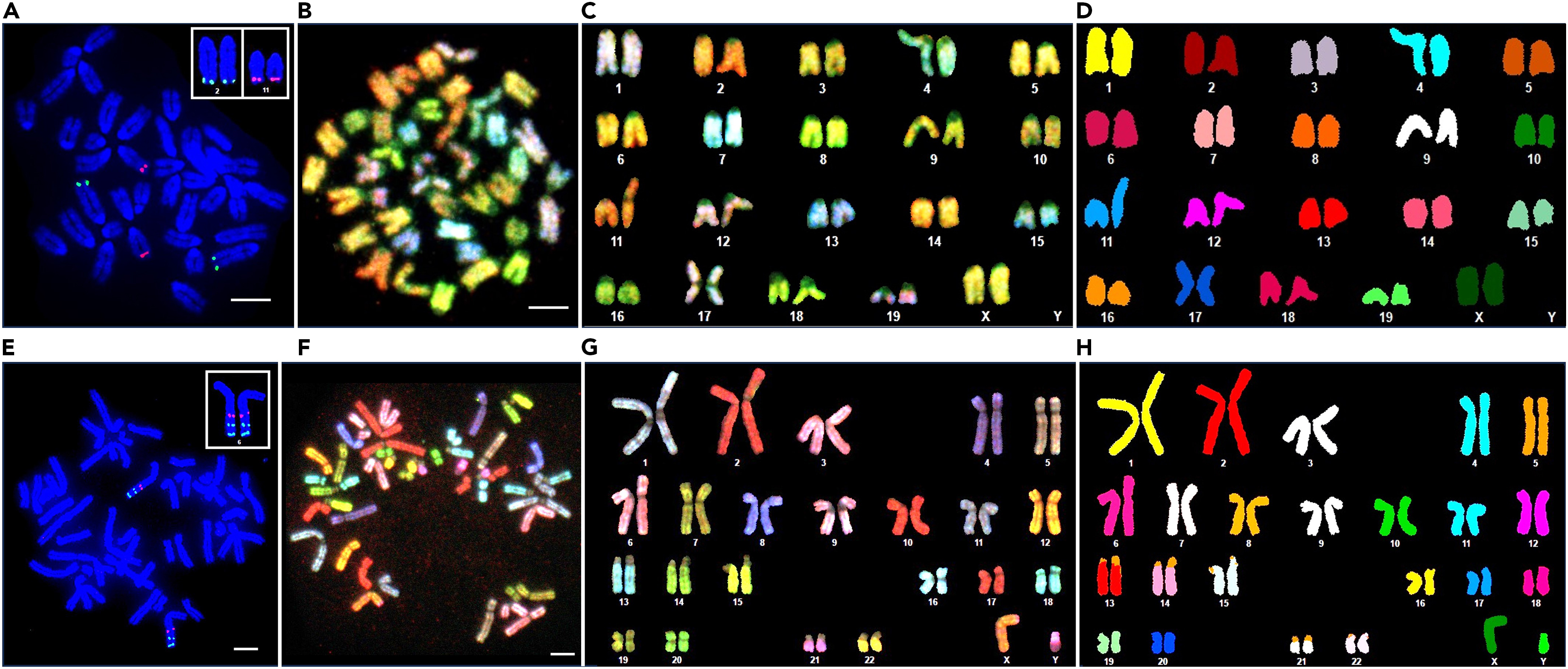 Cell Press: STAR Protocols