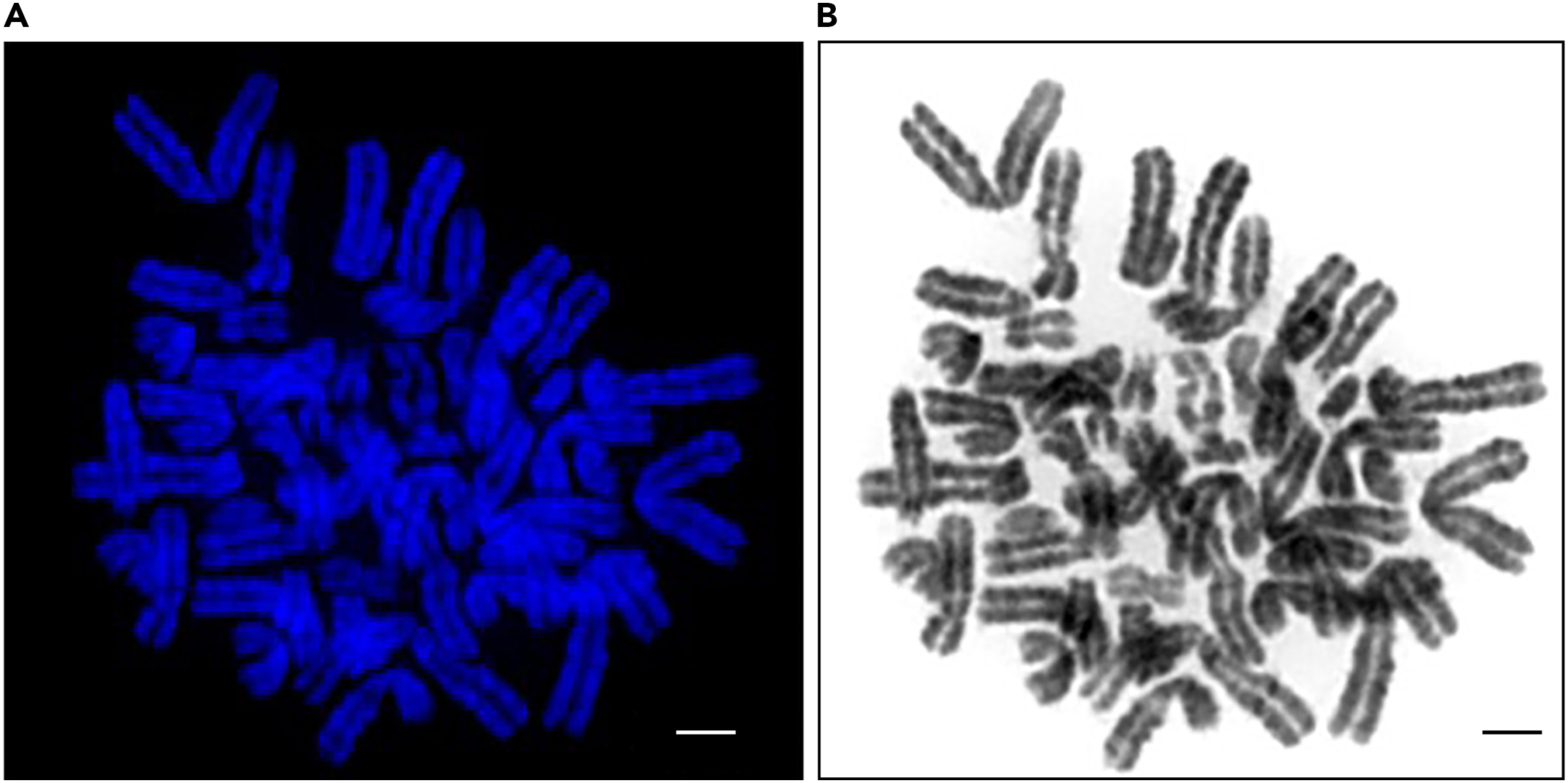 Cell Press: STAR Protocols