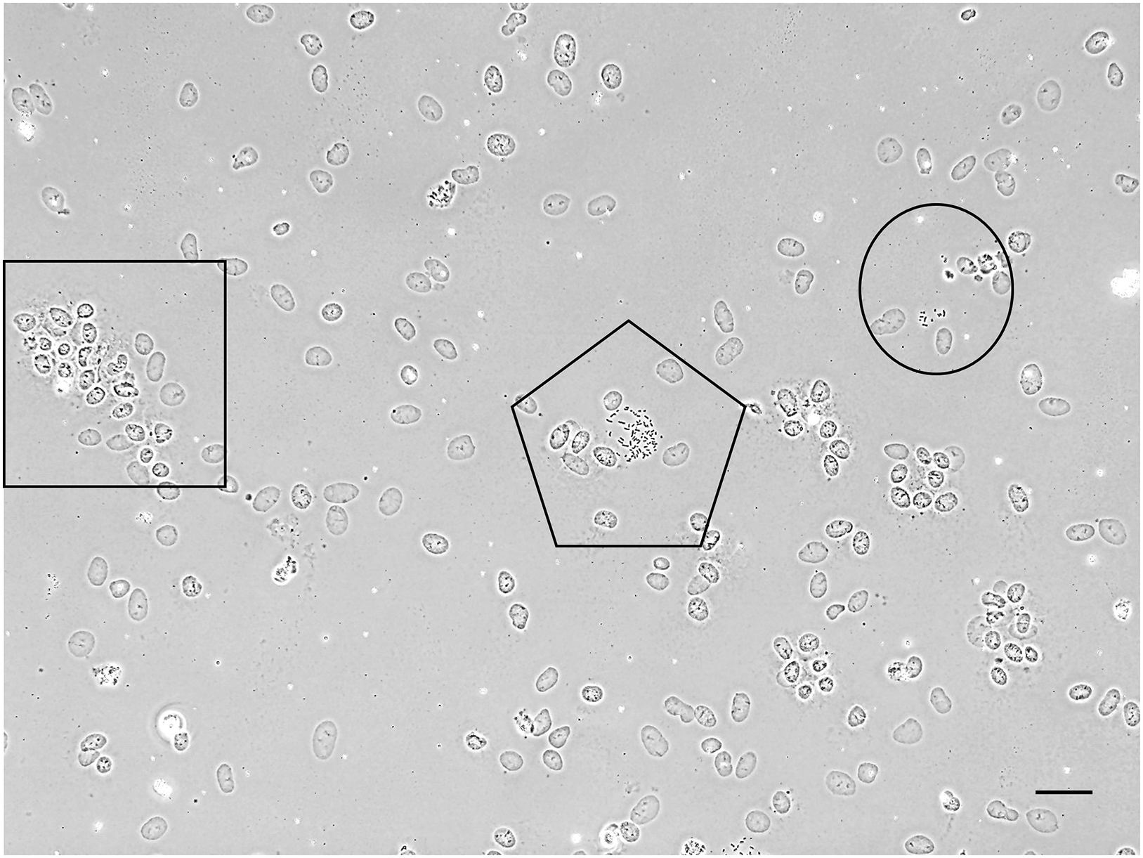 Cell Press: STAR Protocols