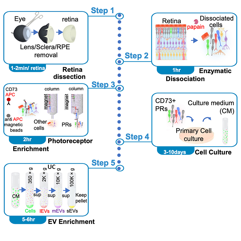 Cell Press: STAR Protocols