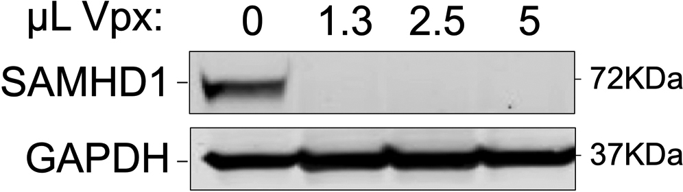 Cell Press: STAR Protocols