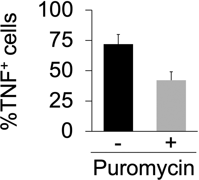 Cell Press: STAR Protocols