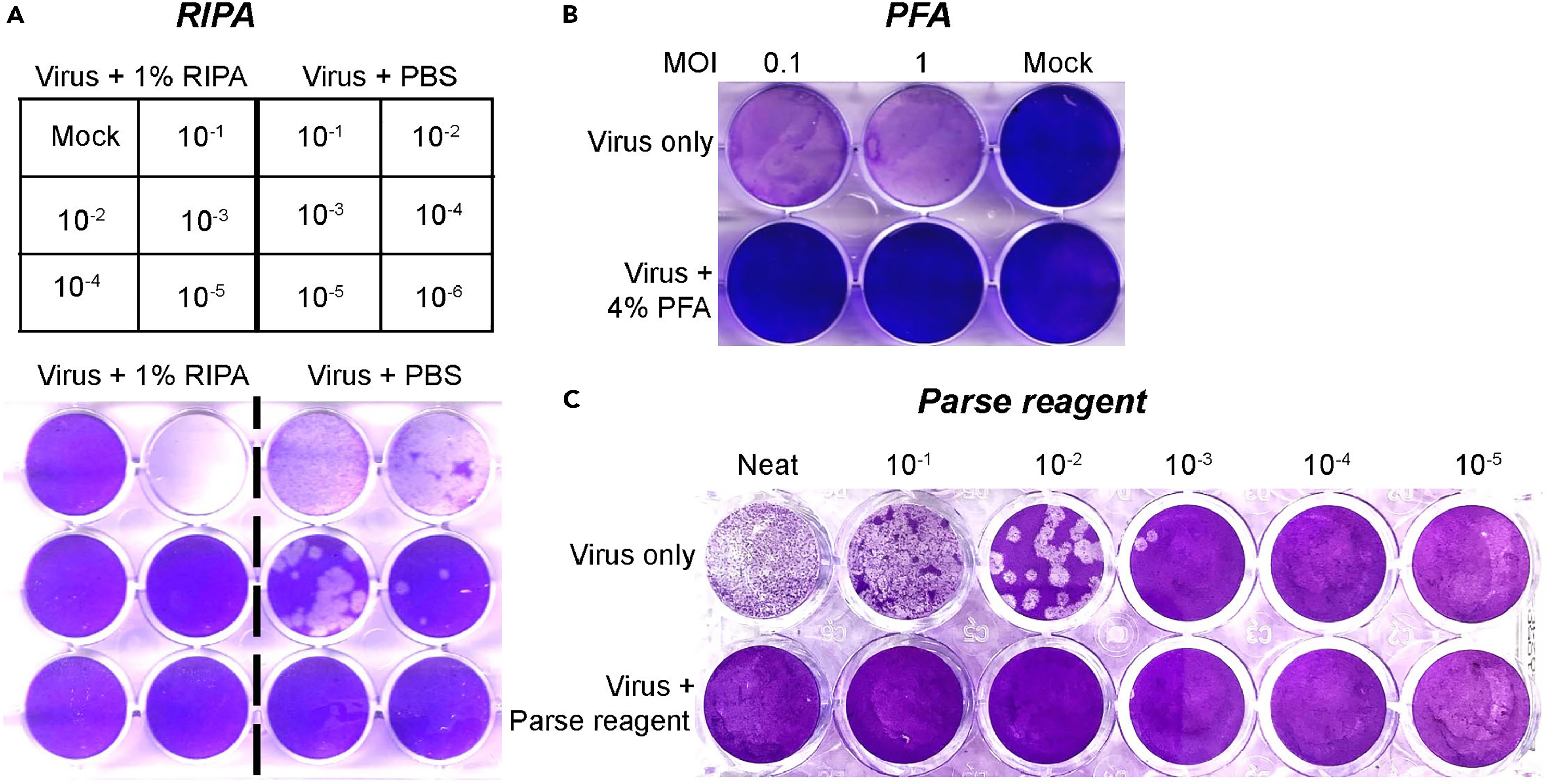 Cell Press: STAR Protocols