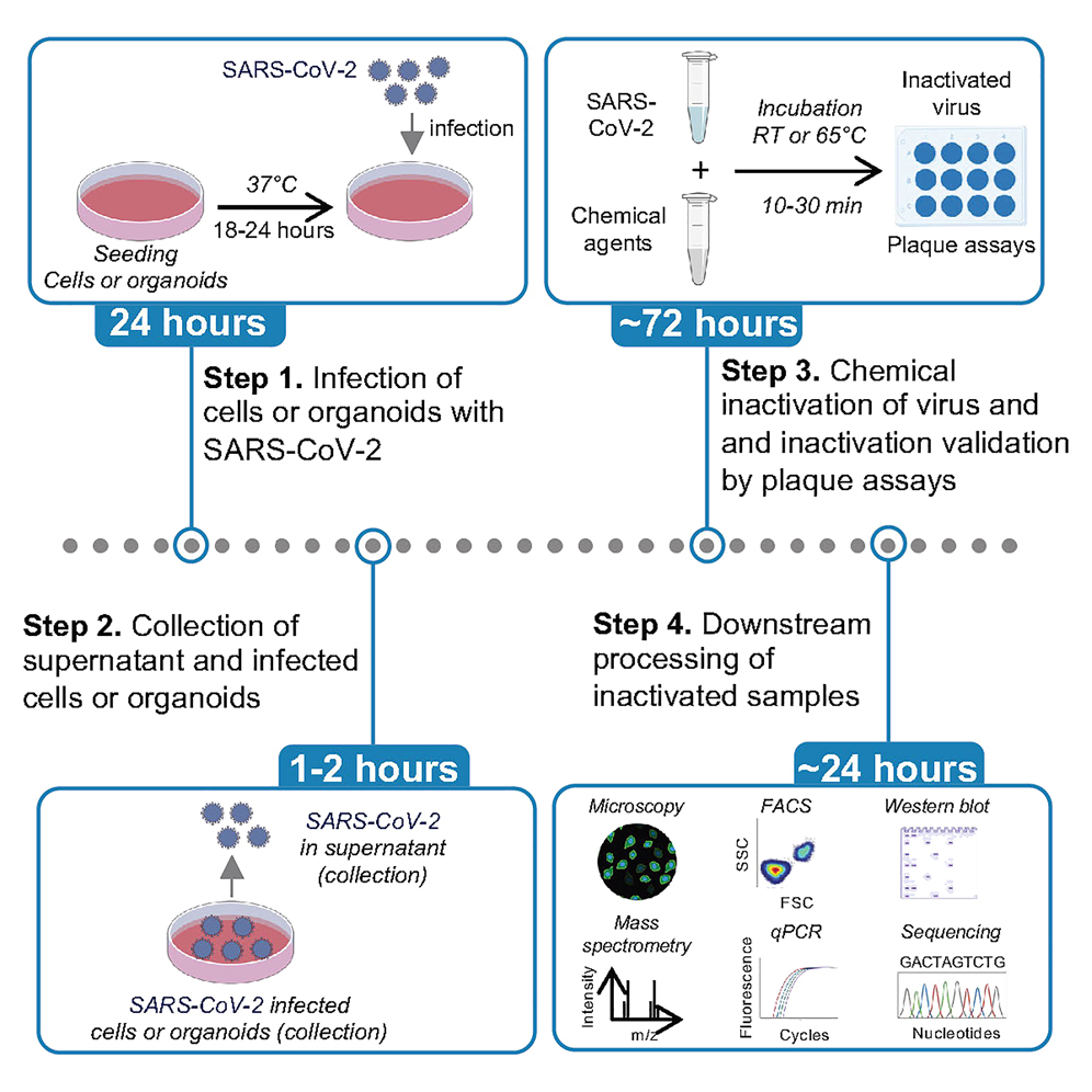 Cell Press: STAR Protocols