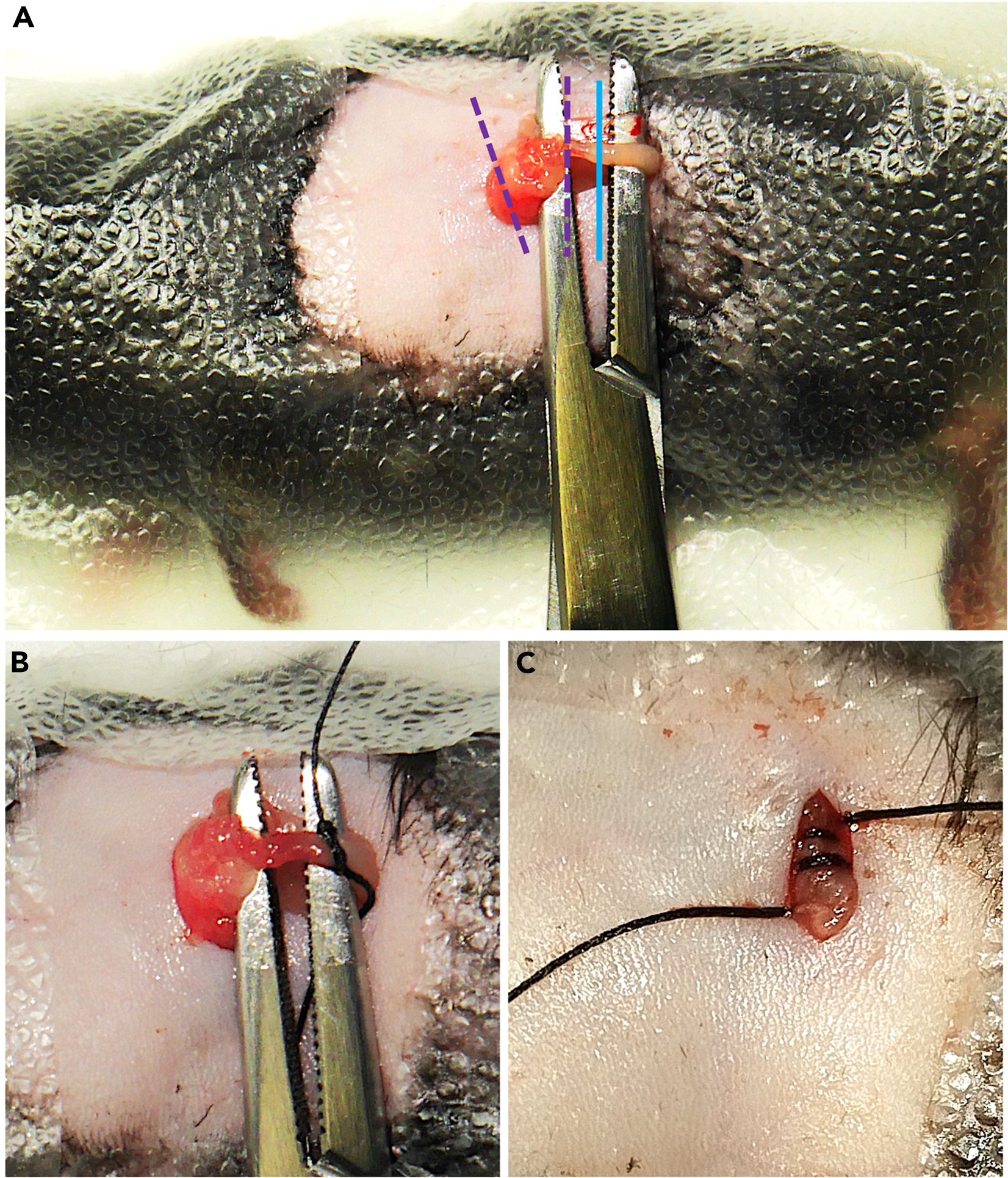 Cell Press: STAR Protocols