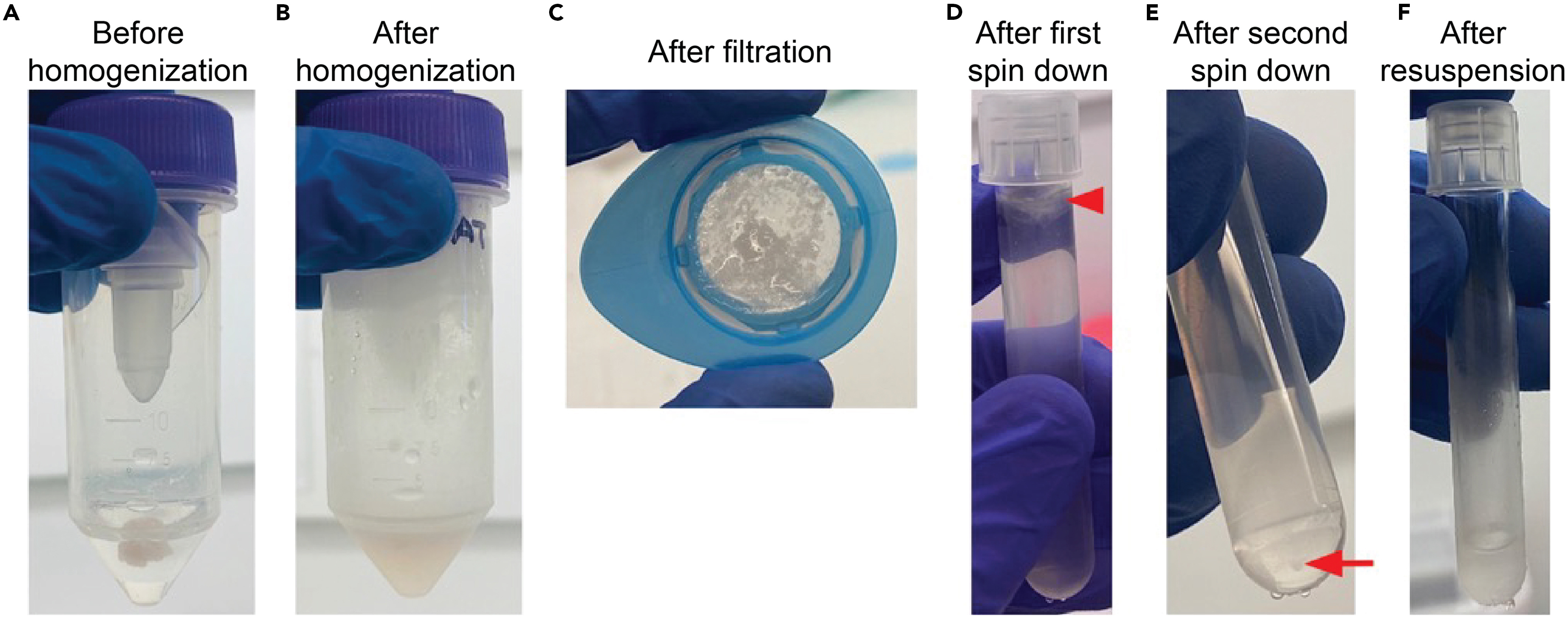 Cell Press: STAR Protocols