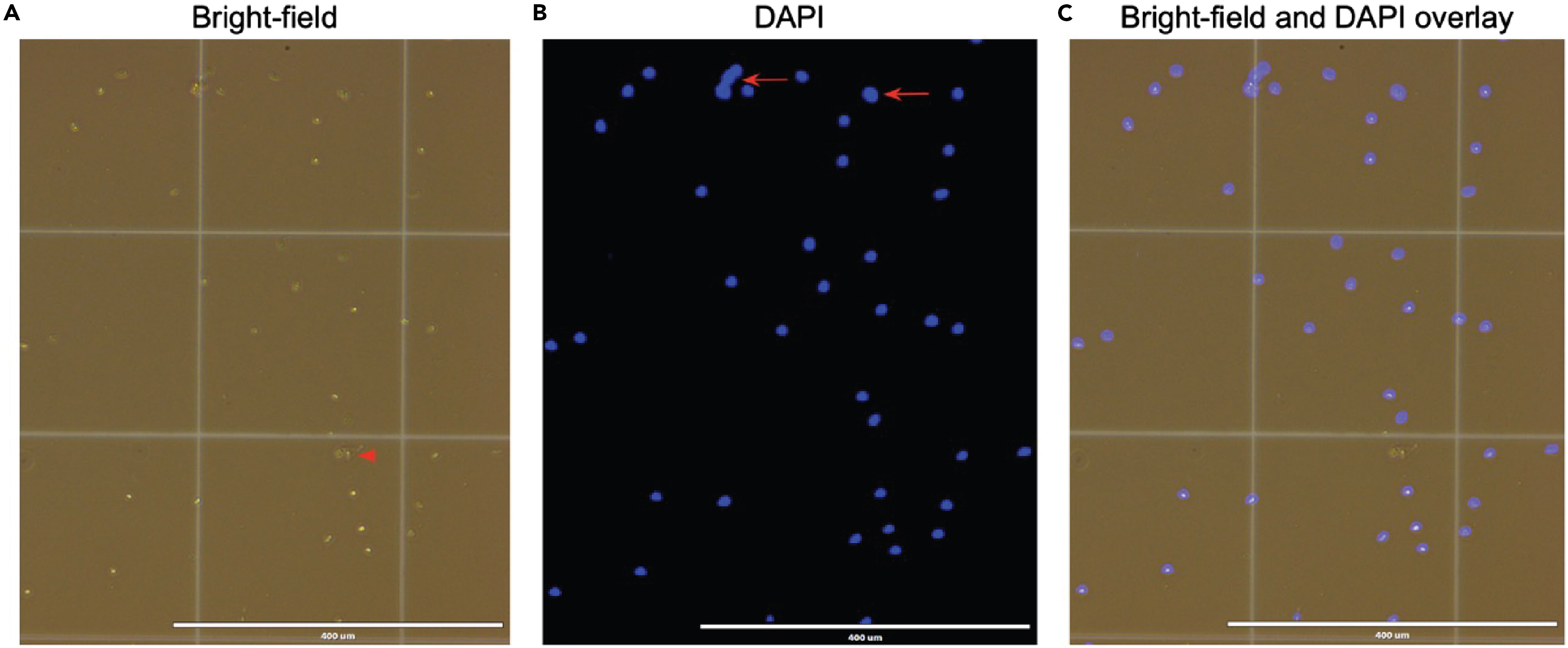 Cell Press: STAR Protocols