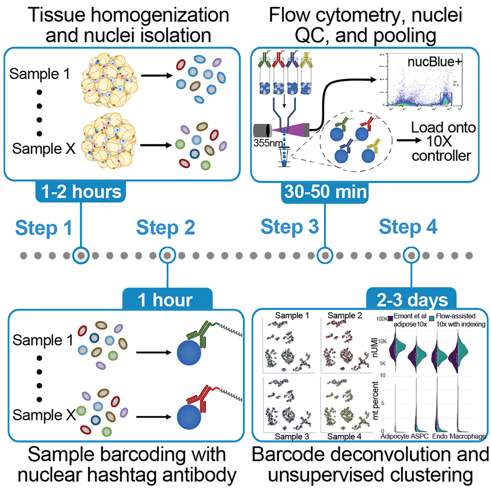 Cell Press: STAR Protocols