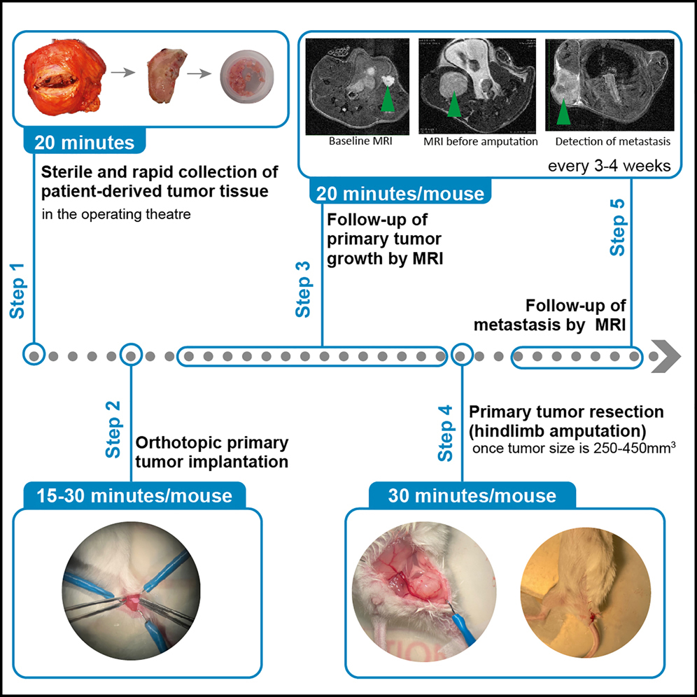 Cell Press: STAR Protocols