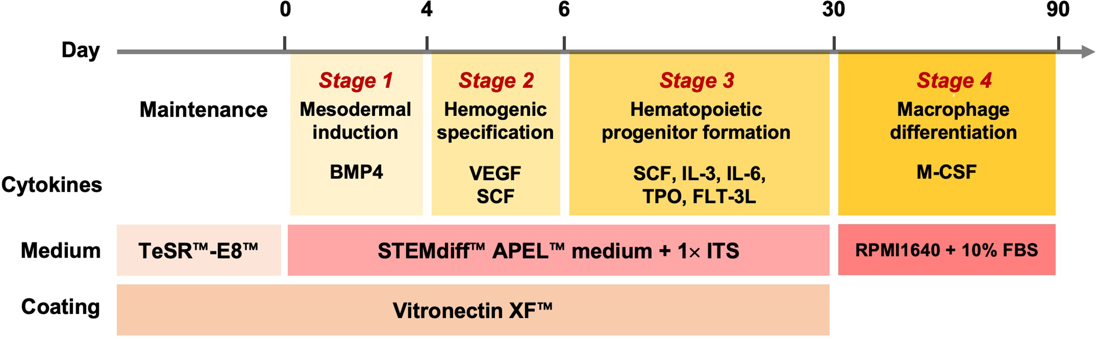 Cell Press: STAR Protocols