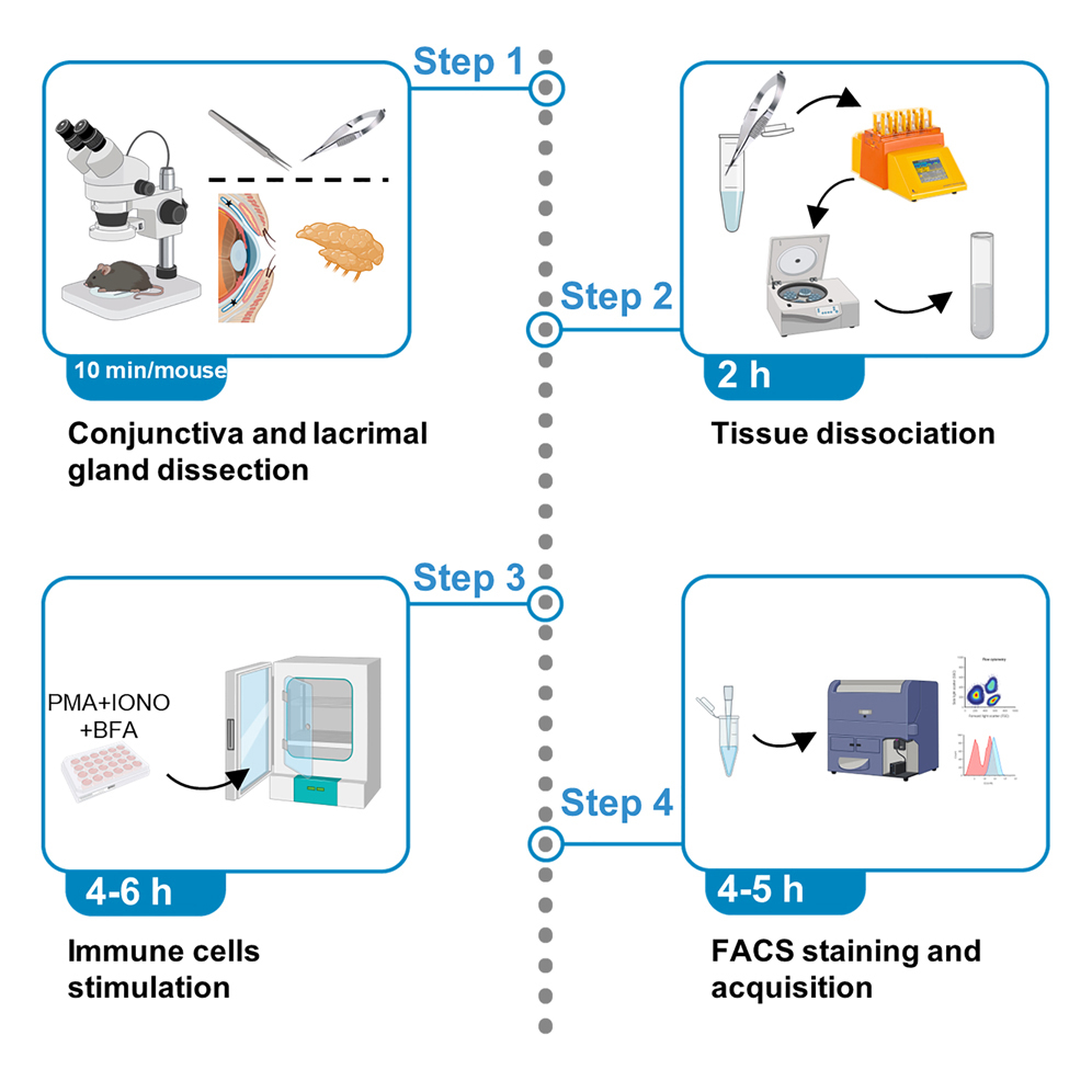 Cell Press: STAR Protocols