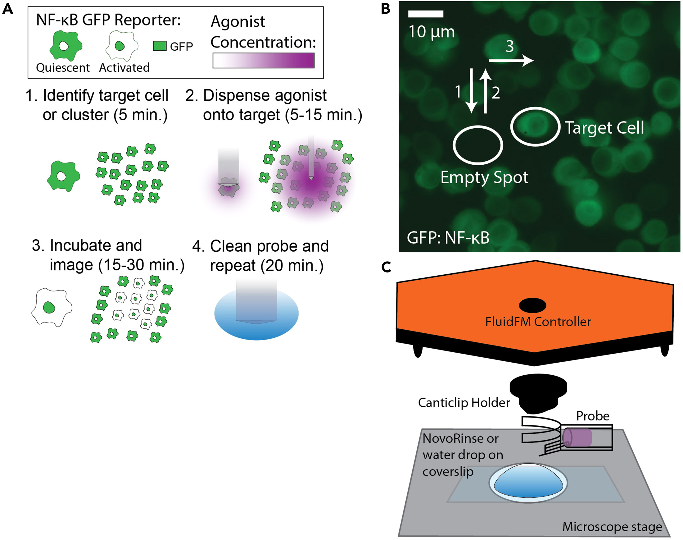 Cell Press: STAR Protocols