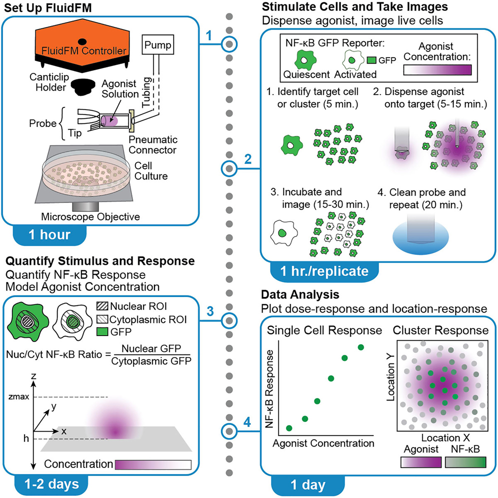 Cell Press: STAR Protocols