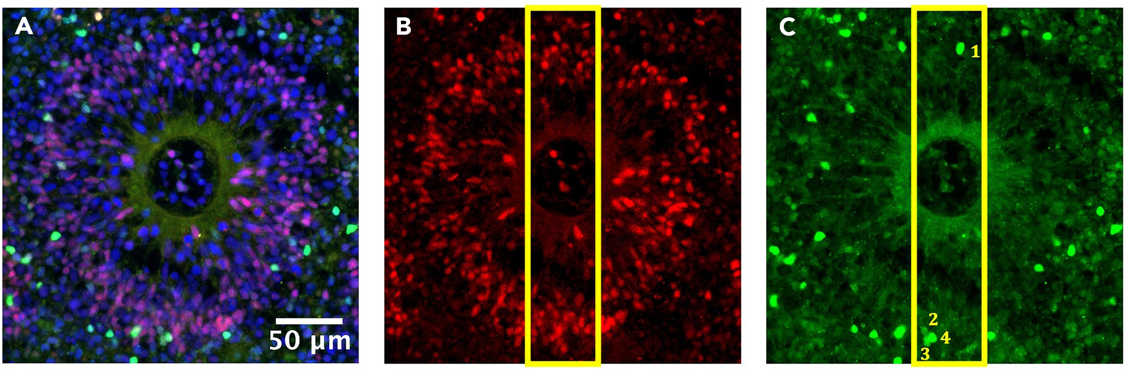Cell Press: STAR Protocols
