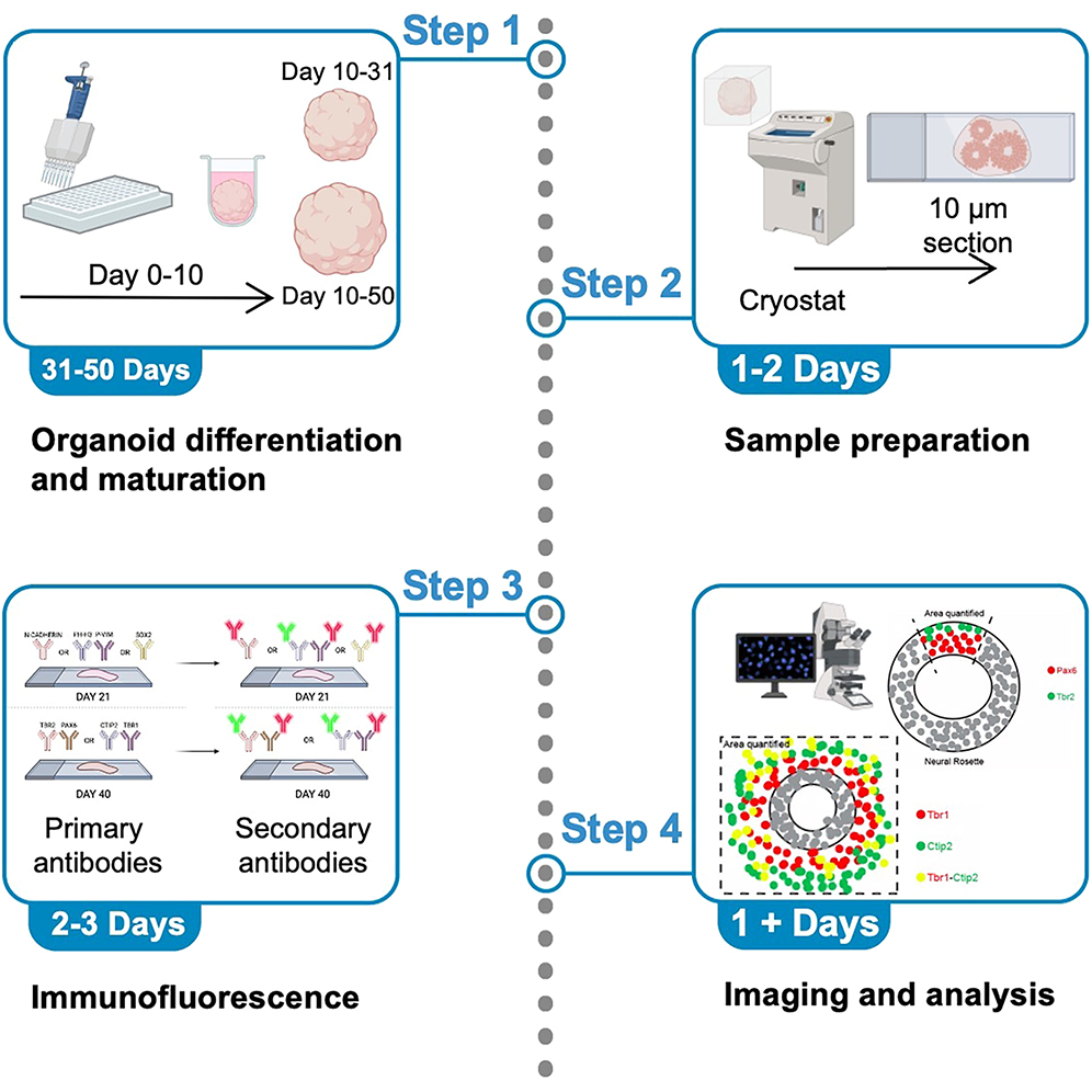 Cell Press: STAR Protocols