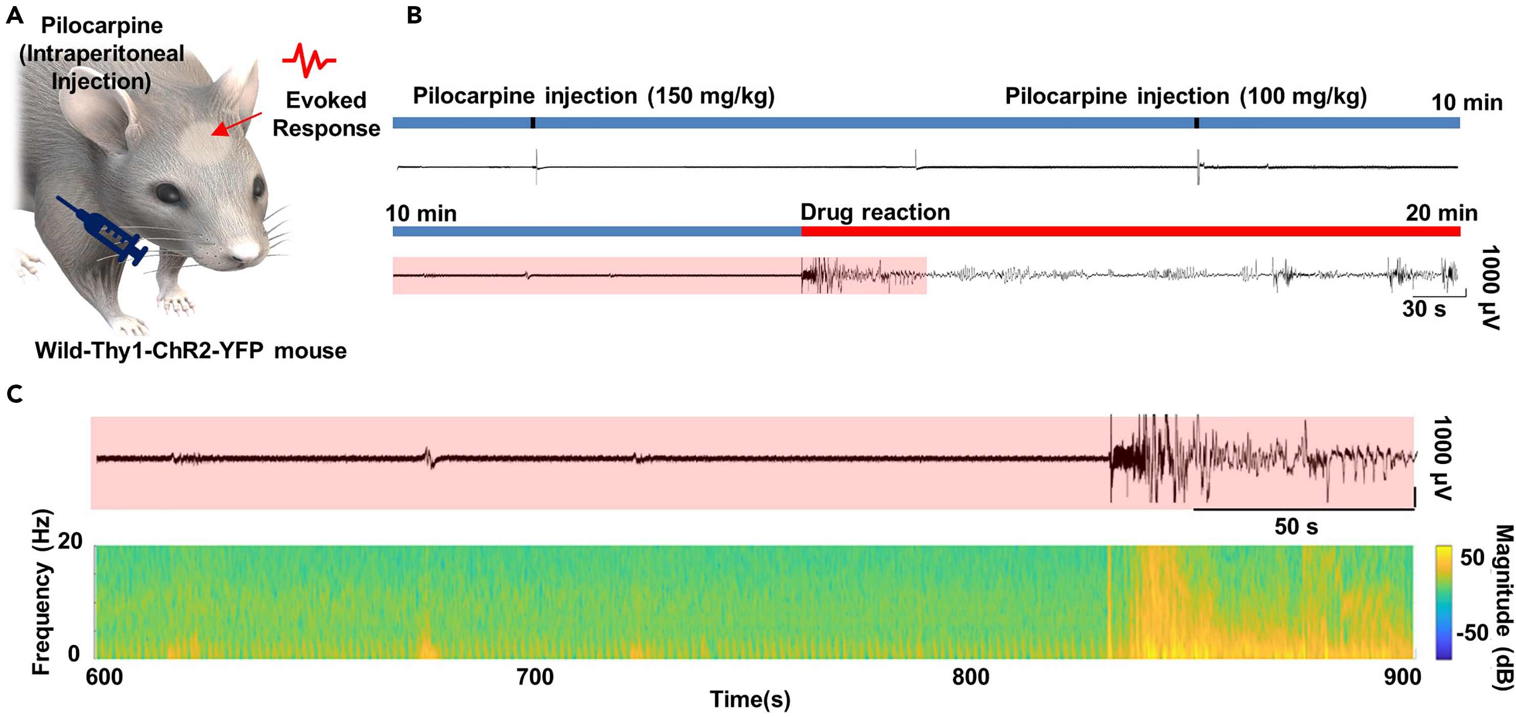 Cell Press: STAR Protocols