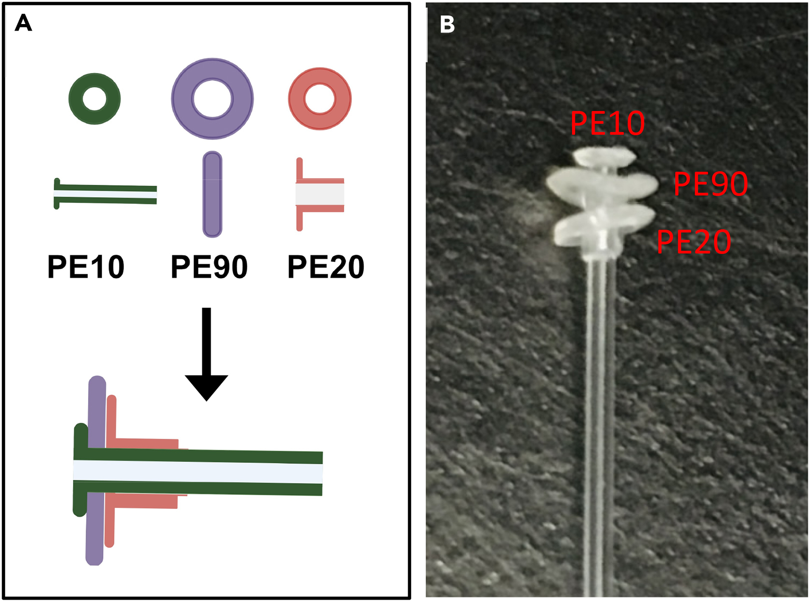 Cell Press: STAR Protocols