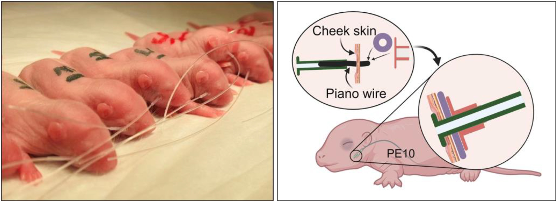 Cell Press: STAR Protocols