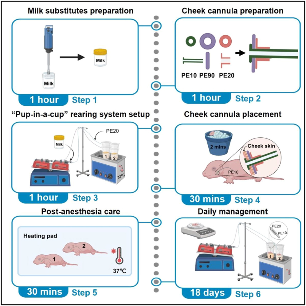 Cell Press: STAR Protocols