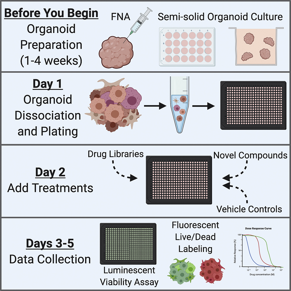 Cell Press: STAR Protocols