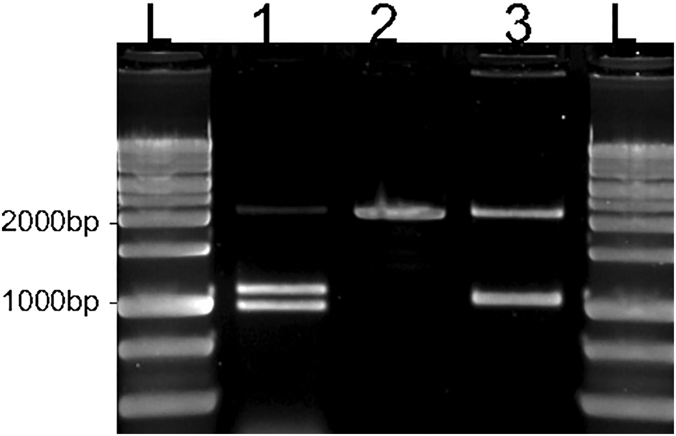 Cell Press: STAR Protocols
