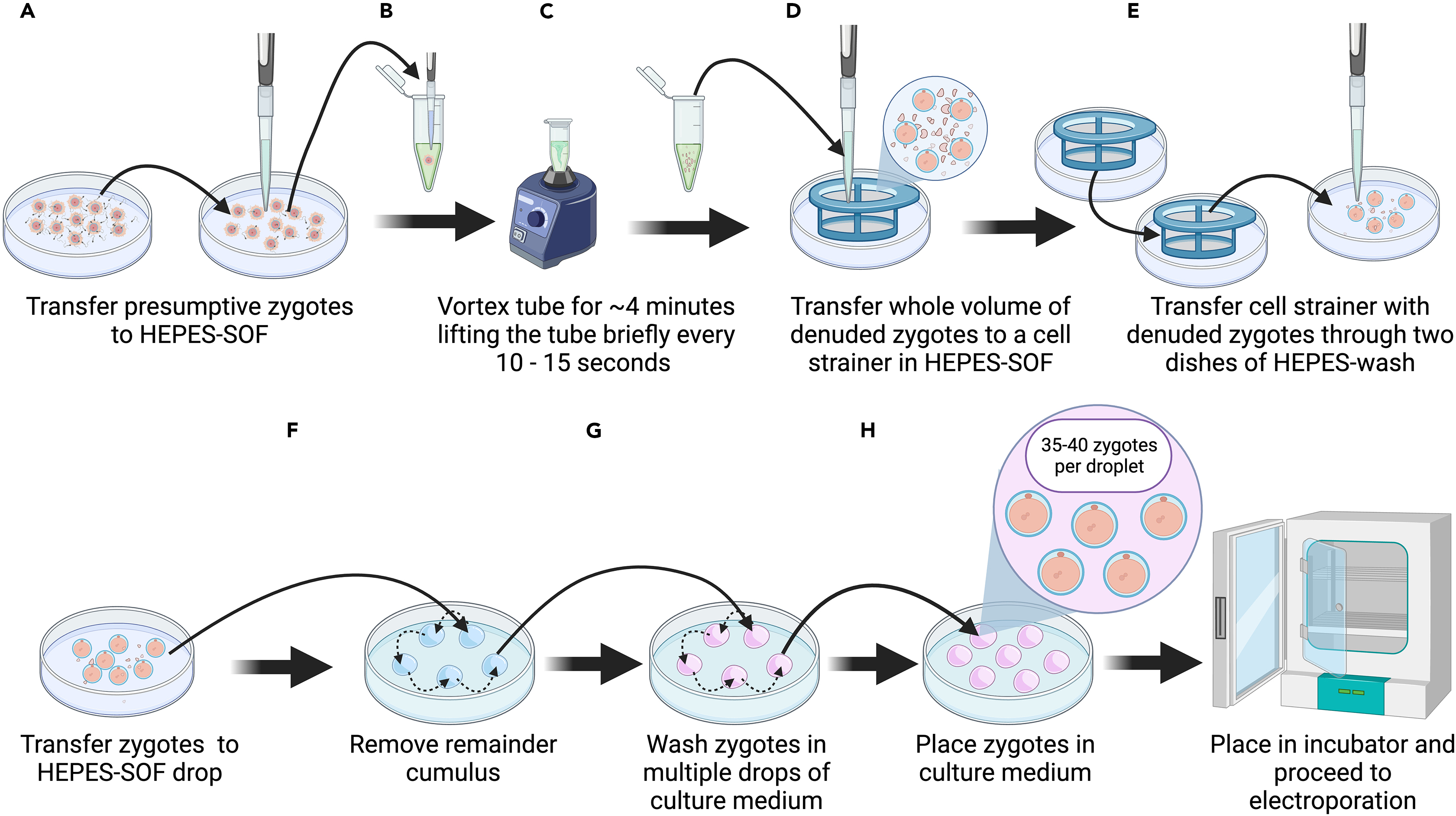 Cell Press: STAR Protocols