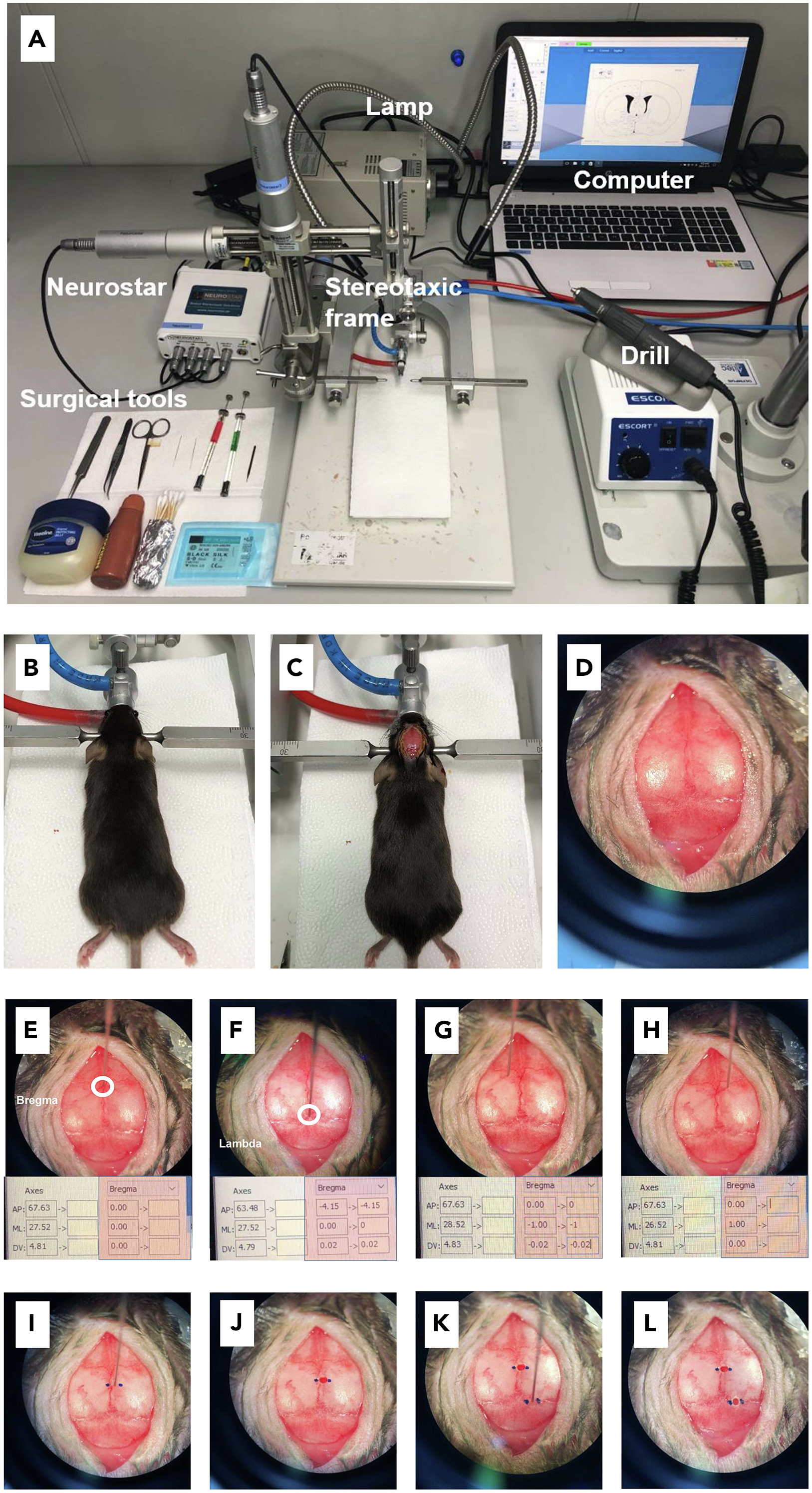 Cell Press: STAR Protocols