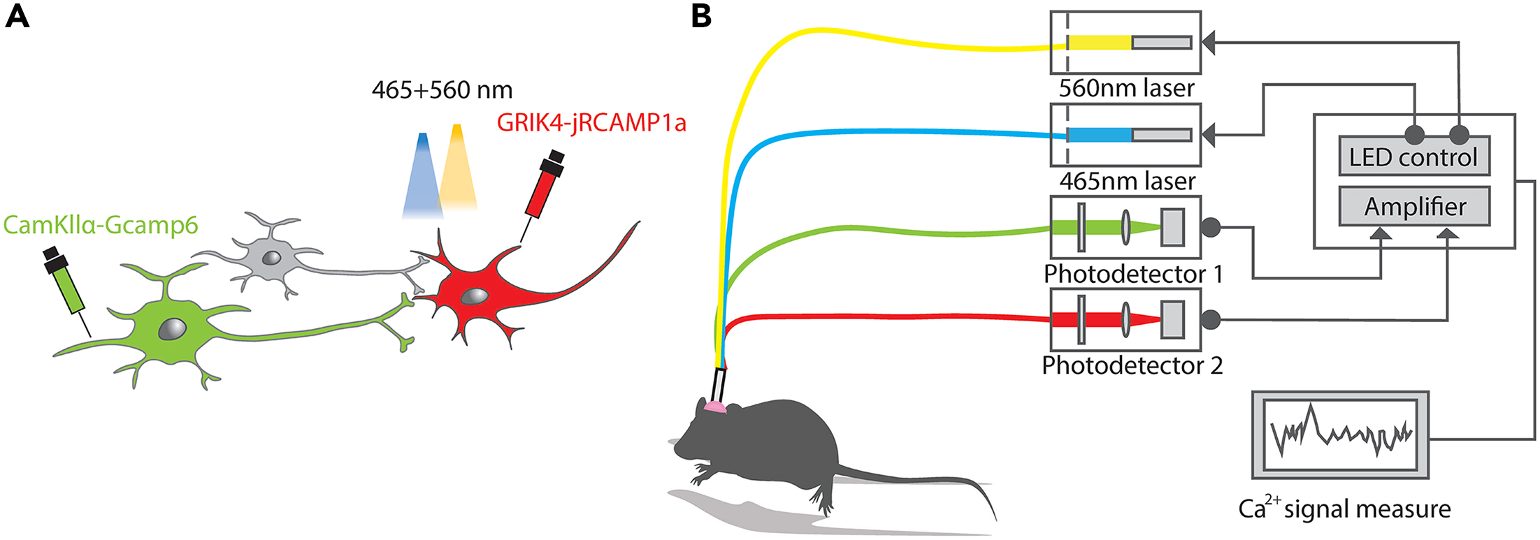 Cell Press: STAR Protocols