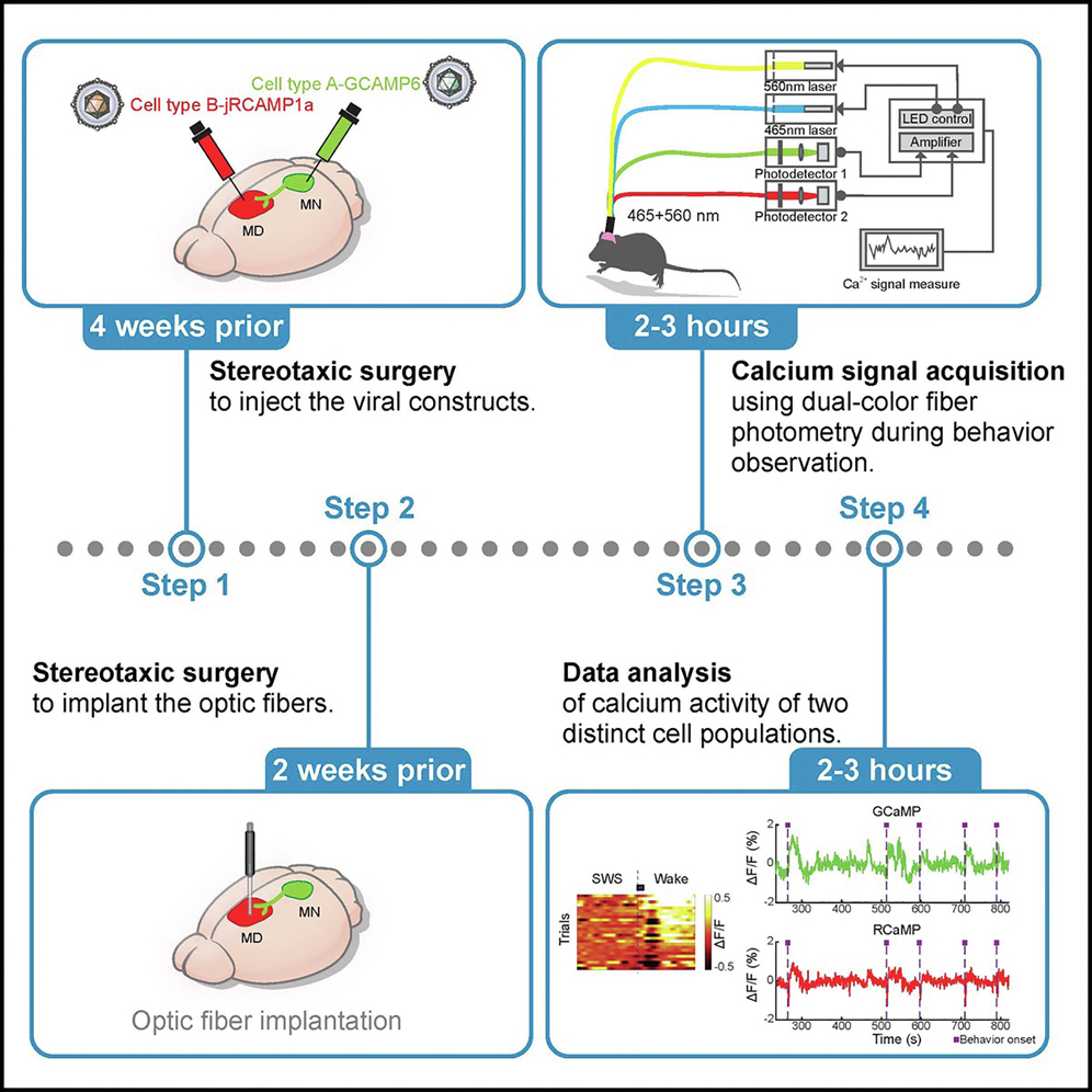 Cell Press Star Protocols