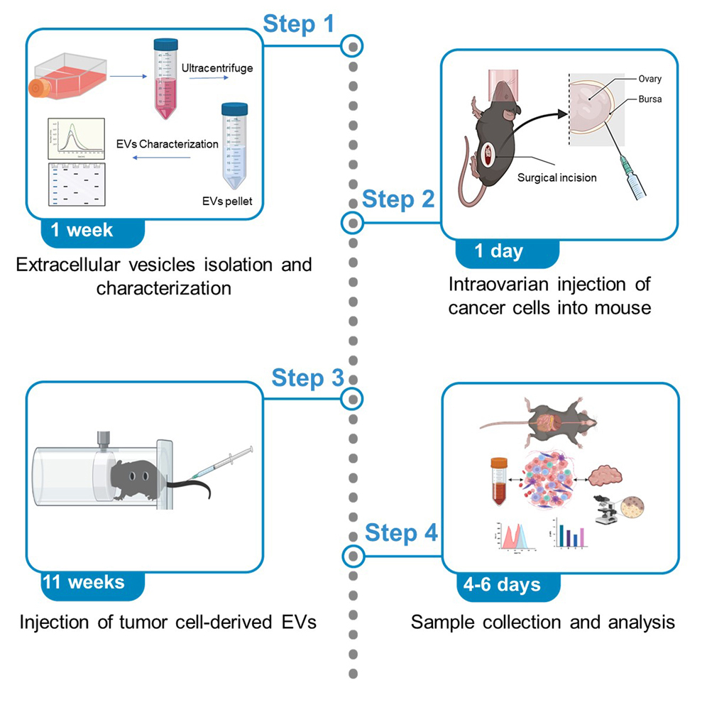 Cell Press: STAR Protocols