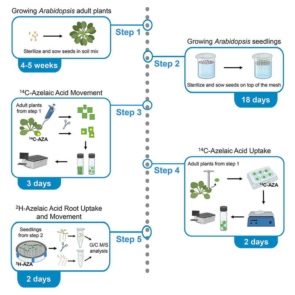 Cell Press: STAR Protocols