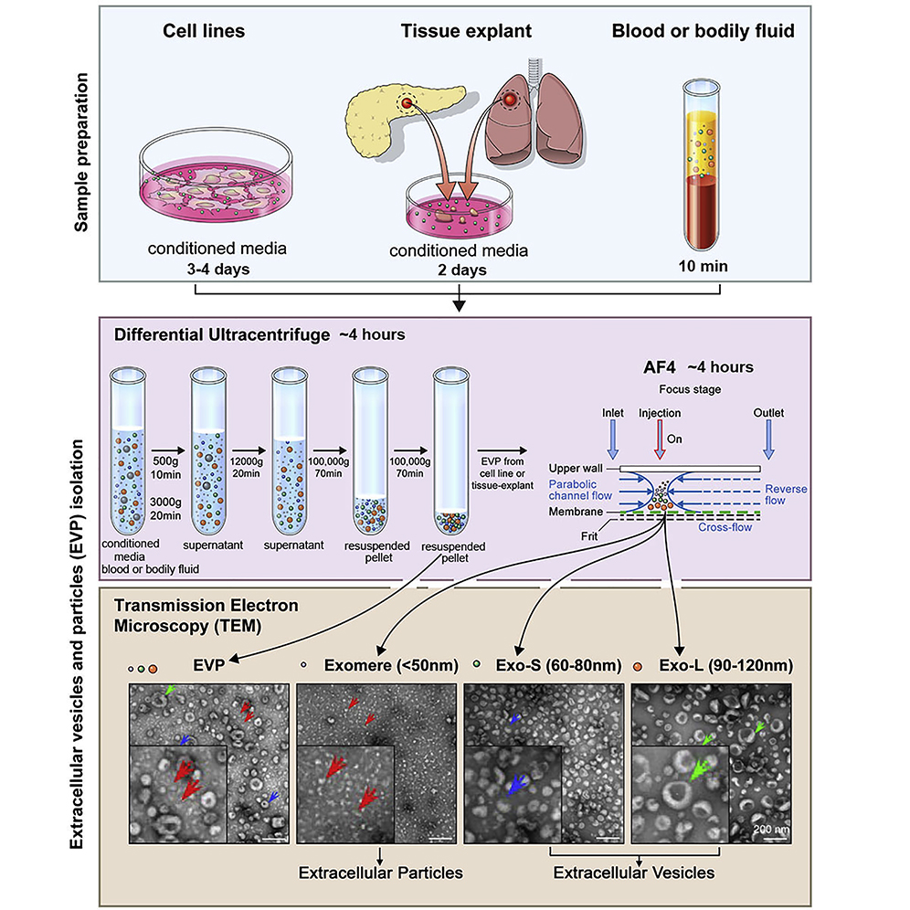 Cell Press: STAR Protocols
