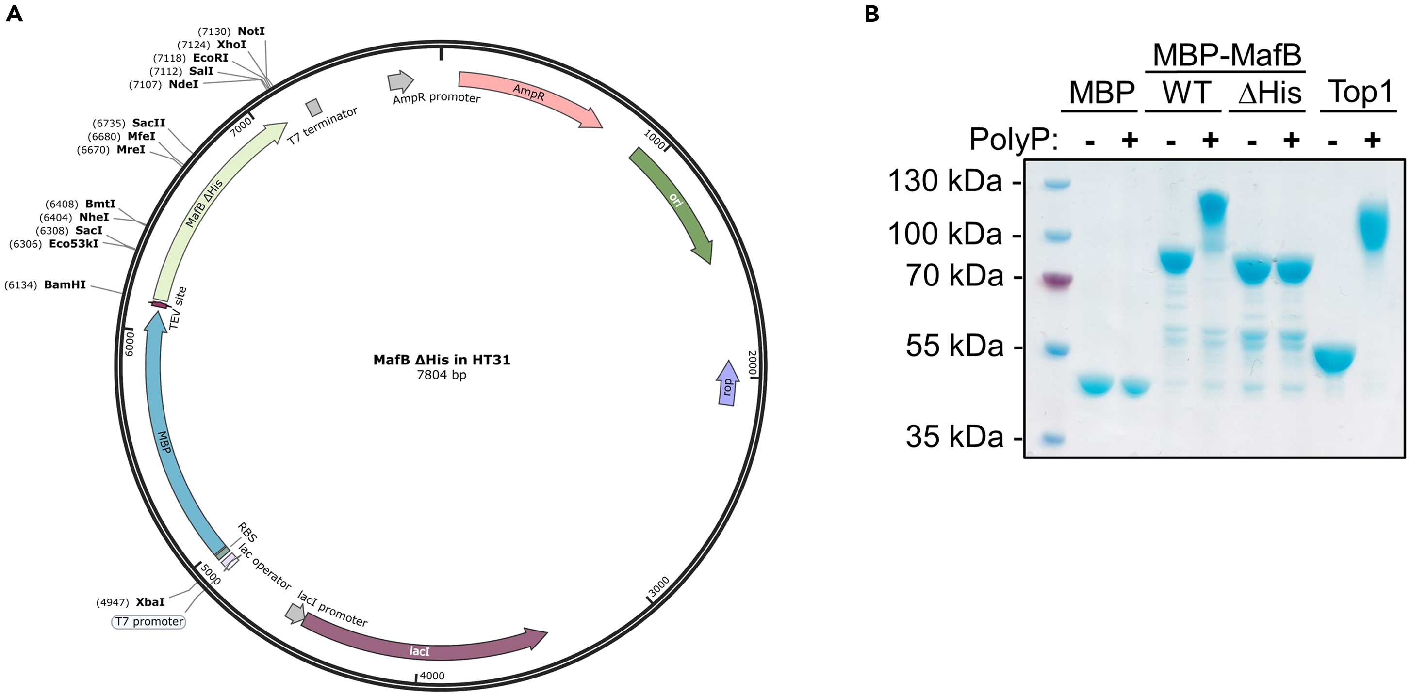 Cell Press: STAR Protocols