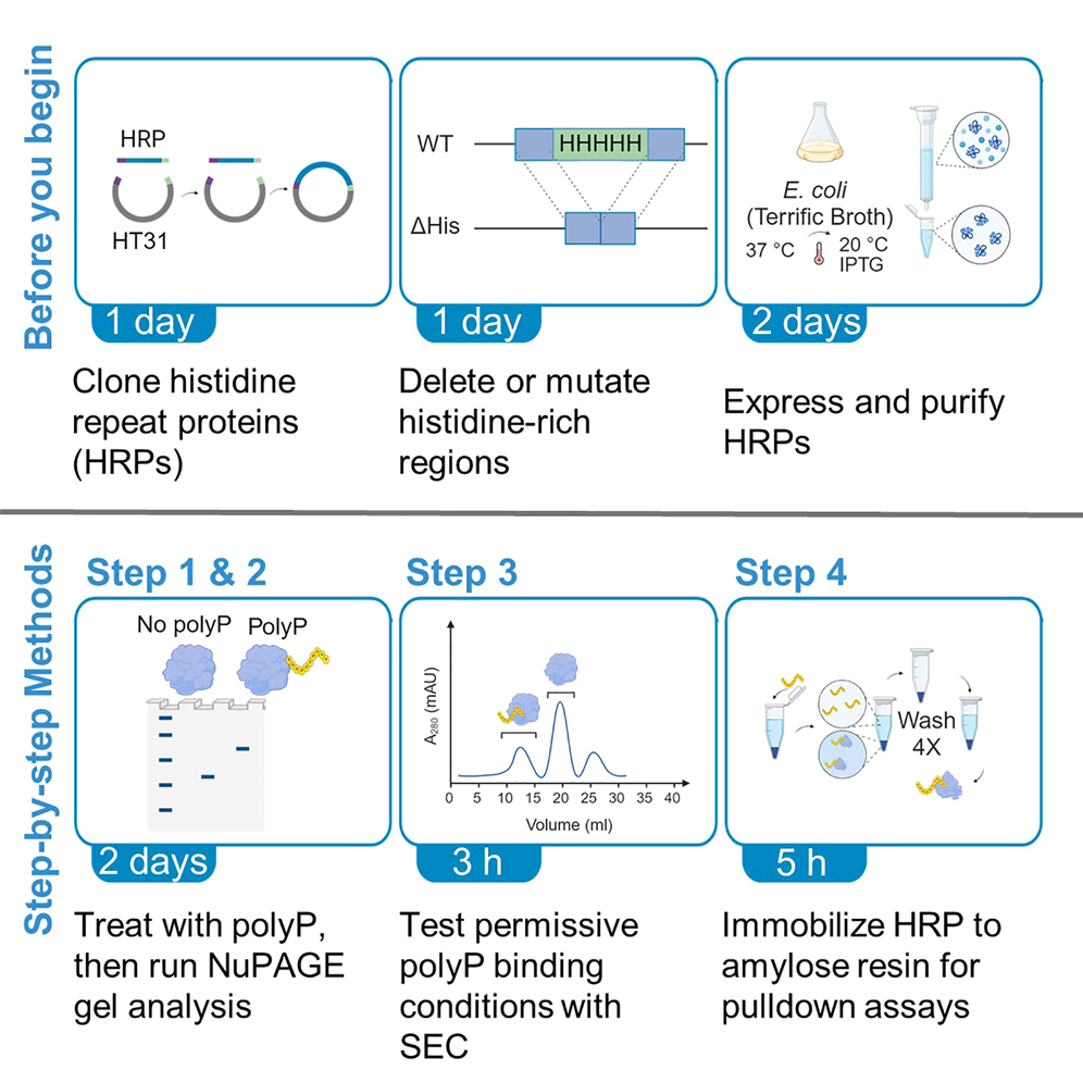 Cell Press: STAR Protocols