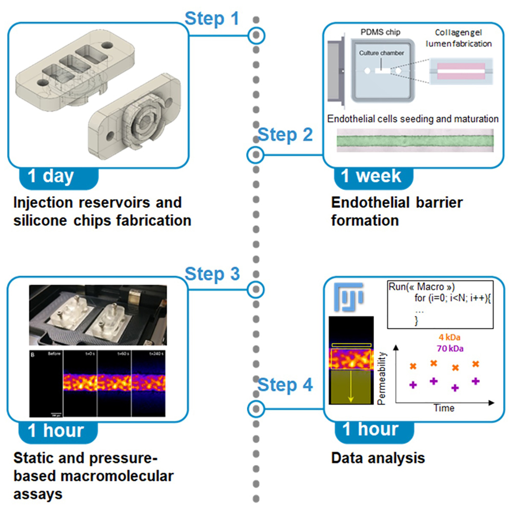 Cell Press: STAR Protocols