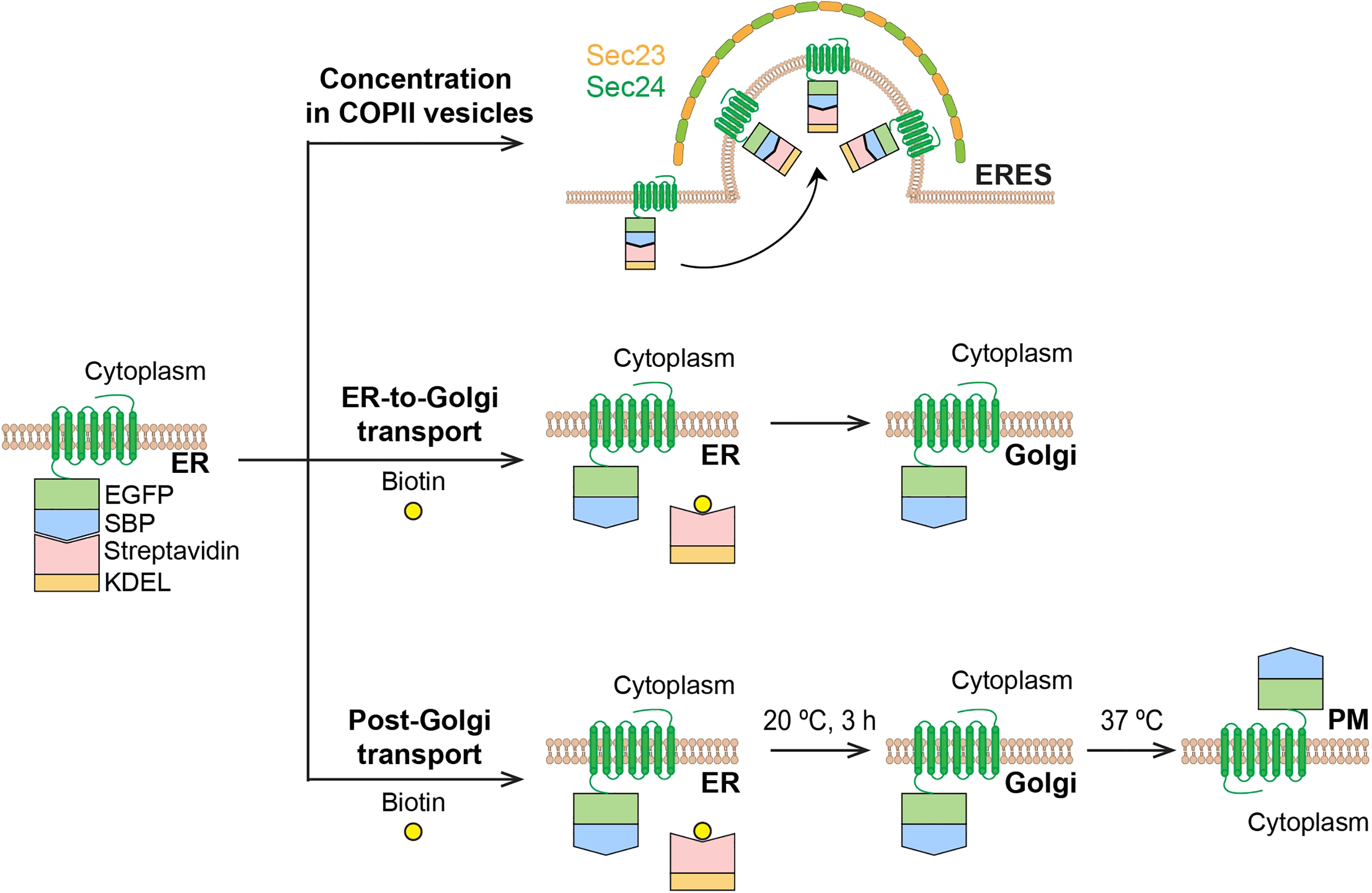 Cell Press: STAR Protocols