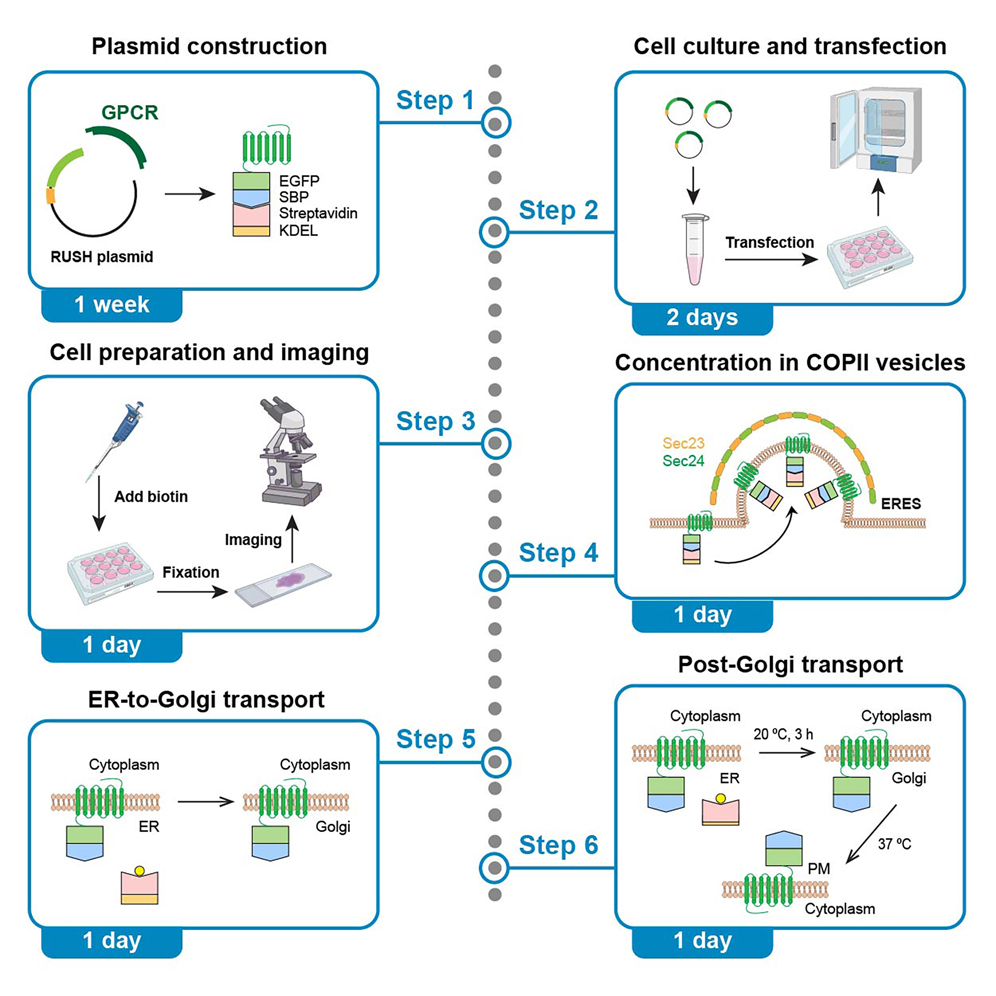 Cell Press: STAR Protocols