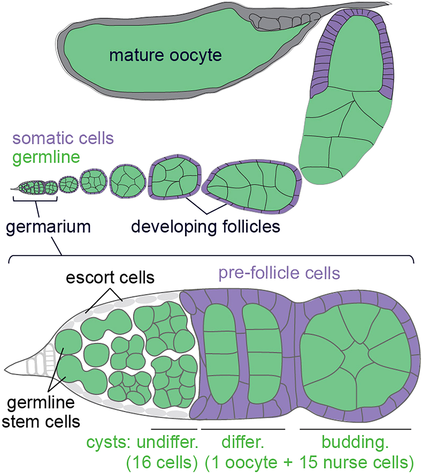 Cell Press: STAR Protocols