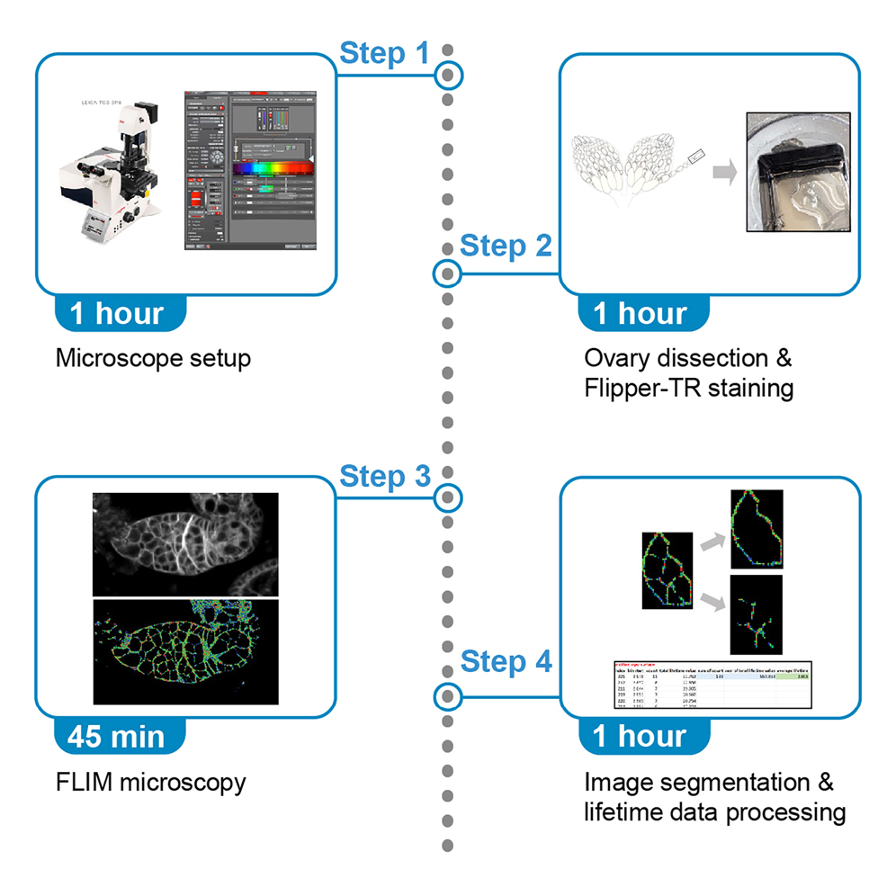 Cell Press: STAR Protocols