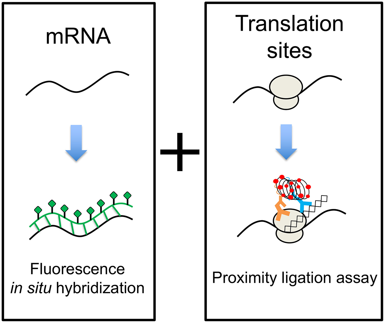 Cell Press: STAR Protocols