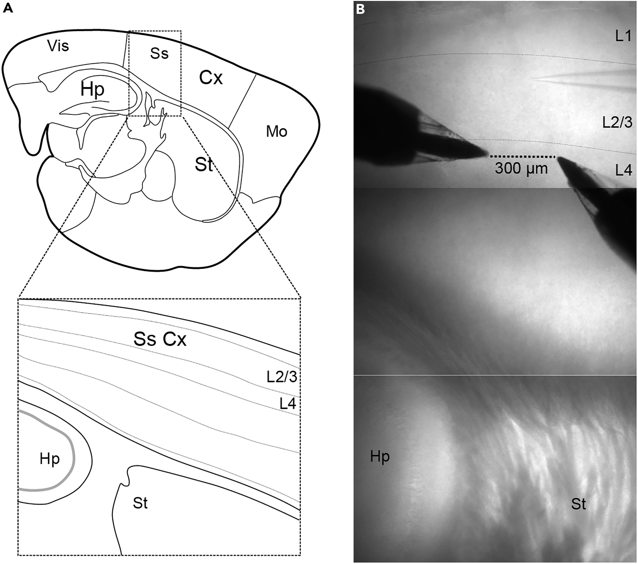 Cell Press: STAR Protocols