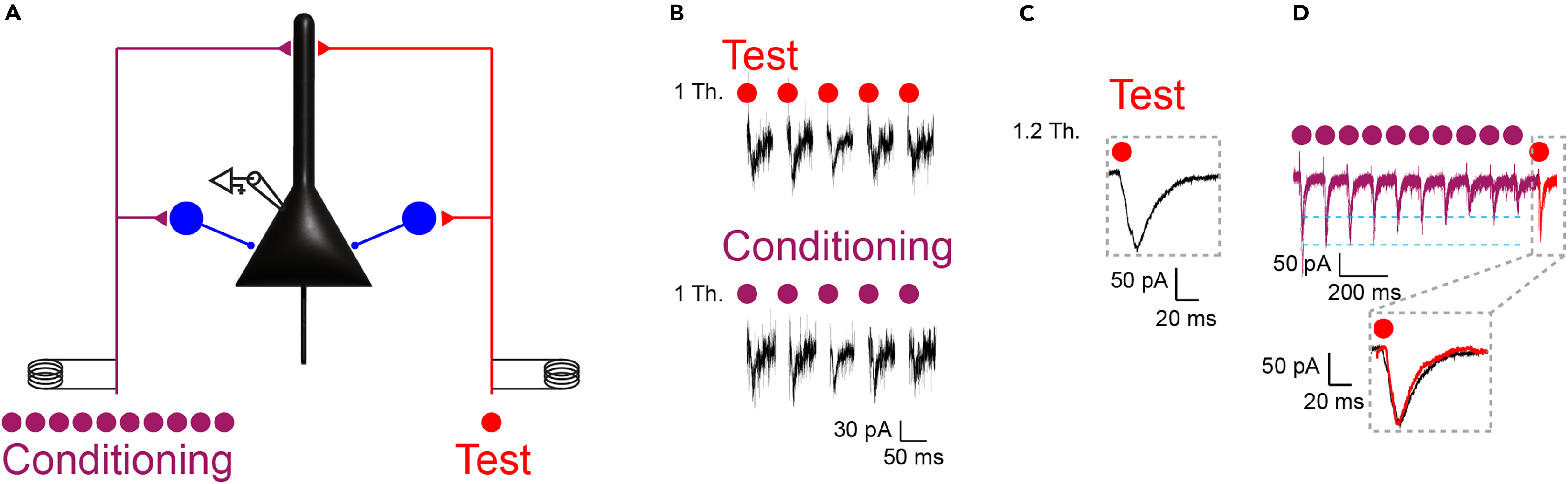 Cell Press: STAR Protocols
