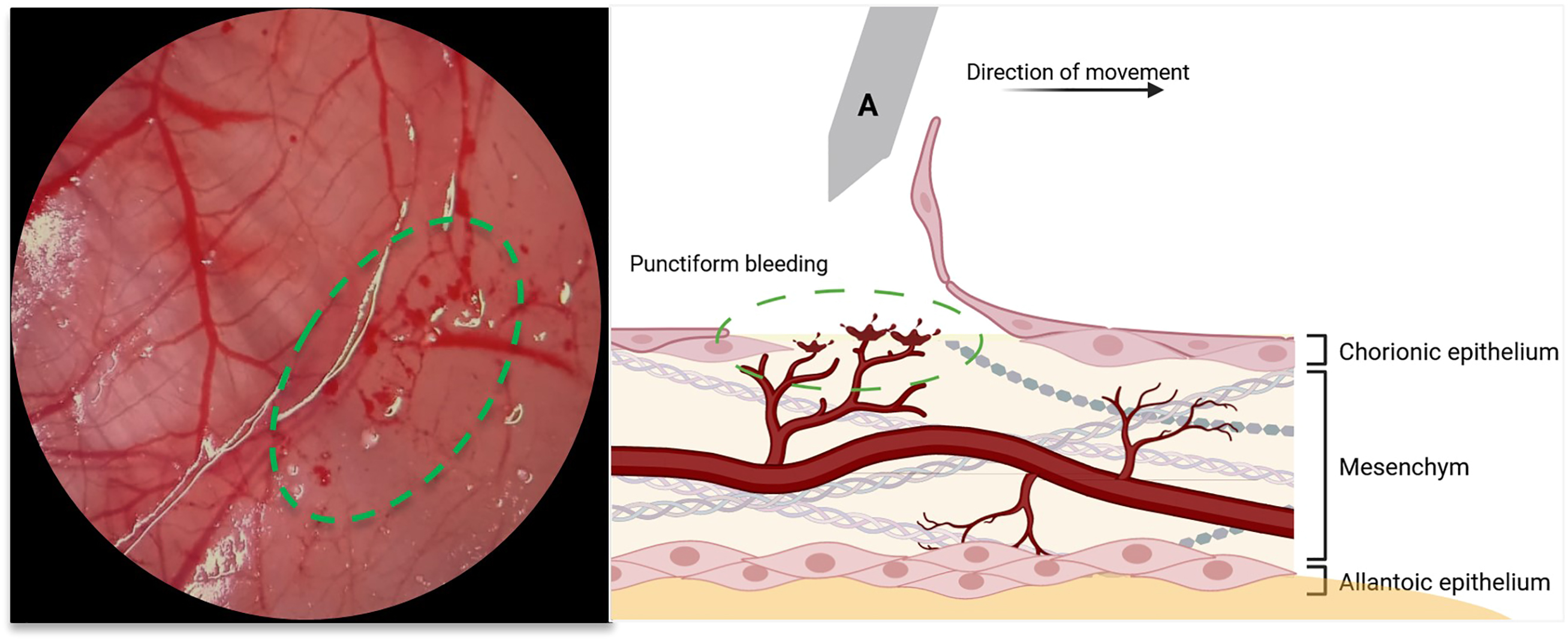 Cell Press: STAR Protocols