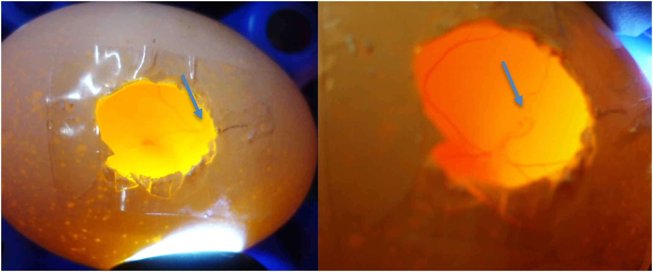 Cell Press: STAR Protocols