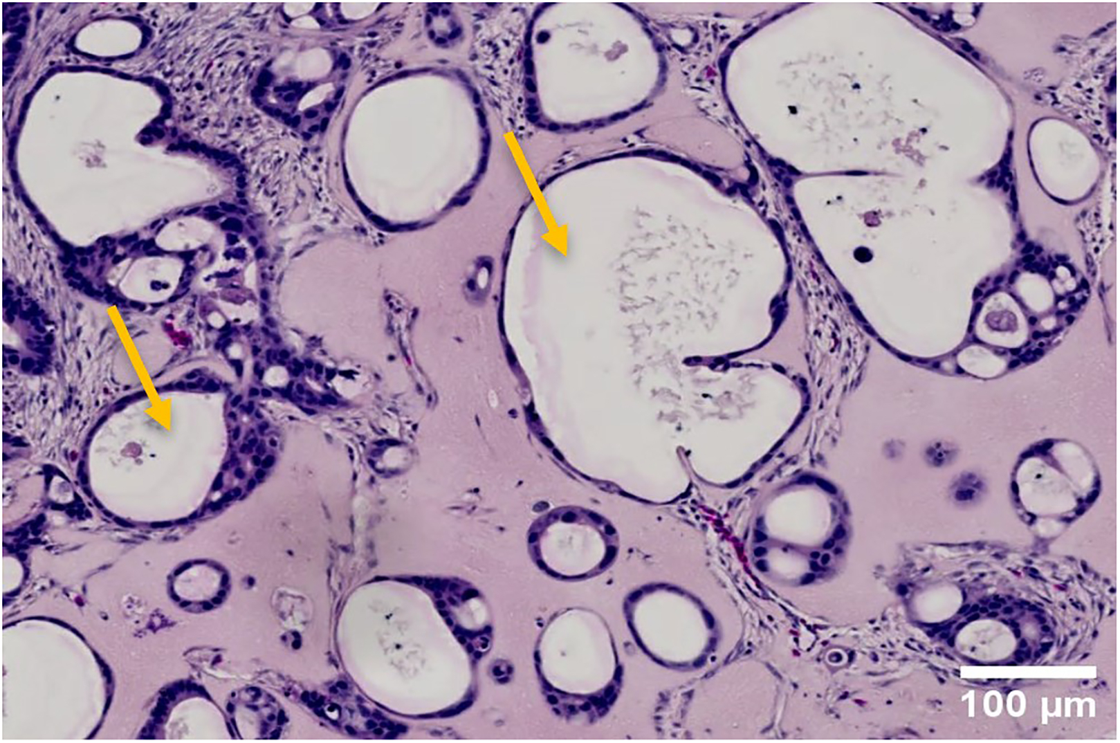 Cell Press: STAR Protocols