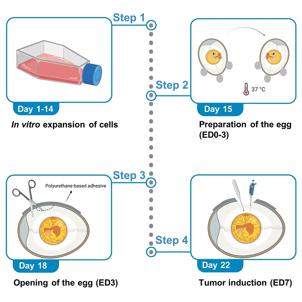 Cell Press: STAR Protocols