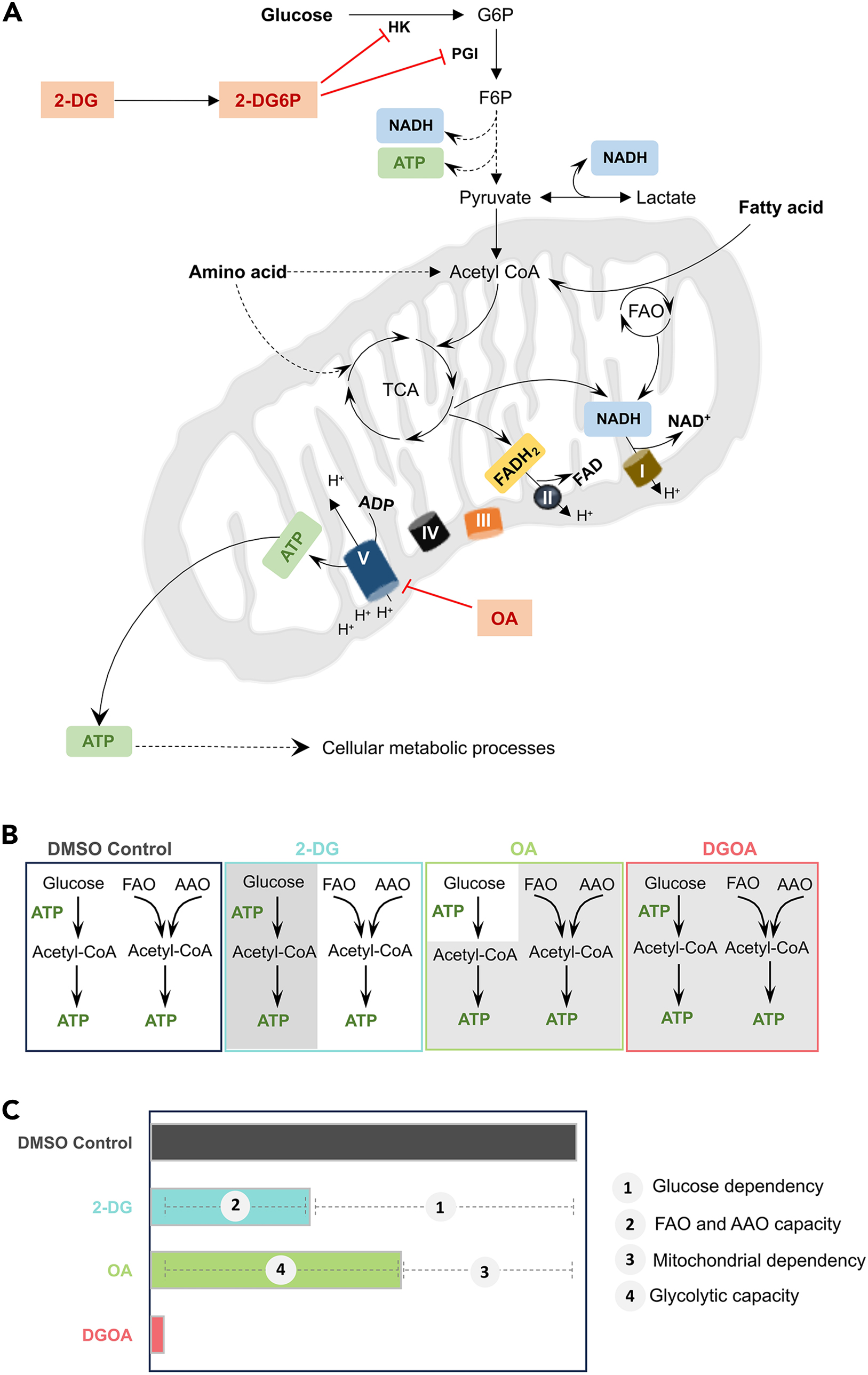 Cell Press: STAR Protocols