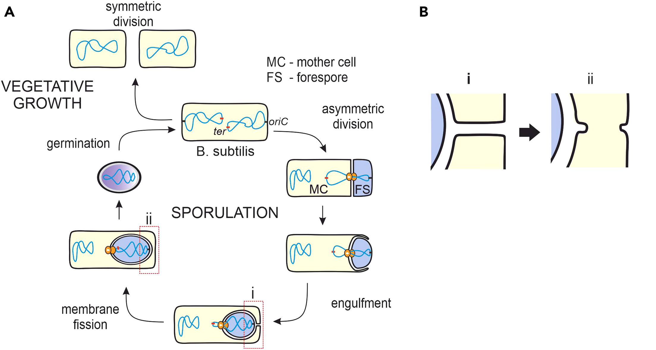 Endospore Formation In Bacteria