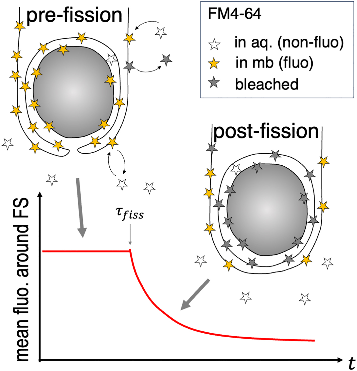 Cell Press: STAR Protocols