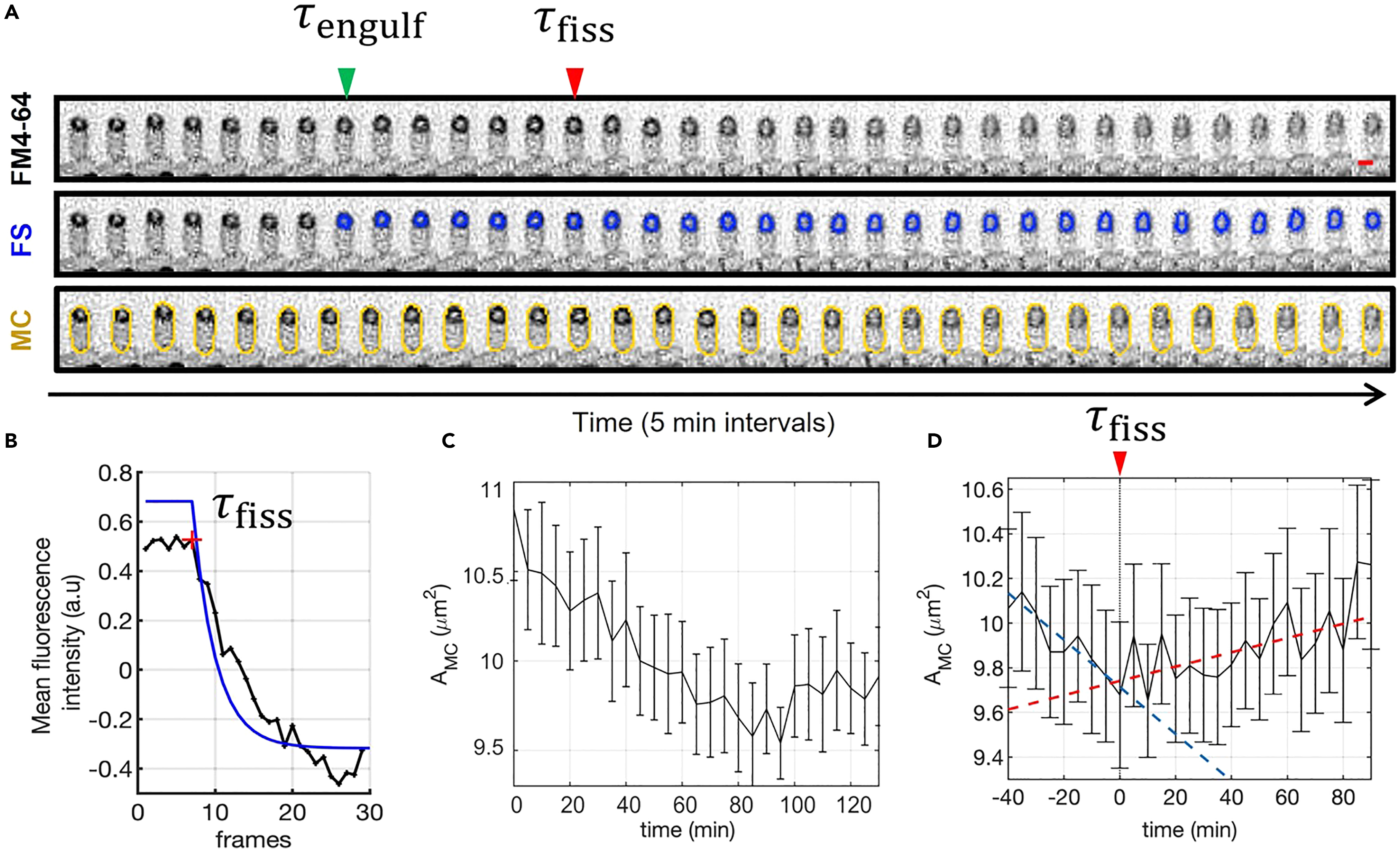 Cell Press: STAR Protocols